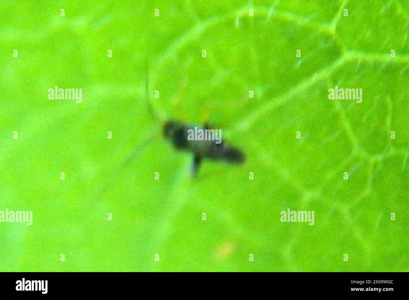 Garden Fleahopper (Microtechnites bractatus) Insecta Stock Photo - Alamy