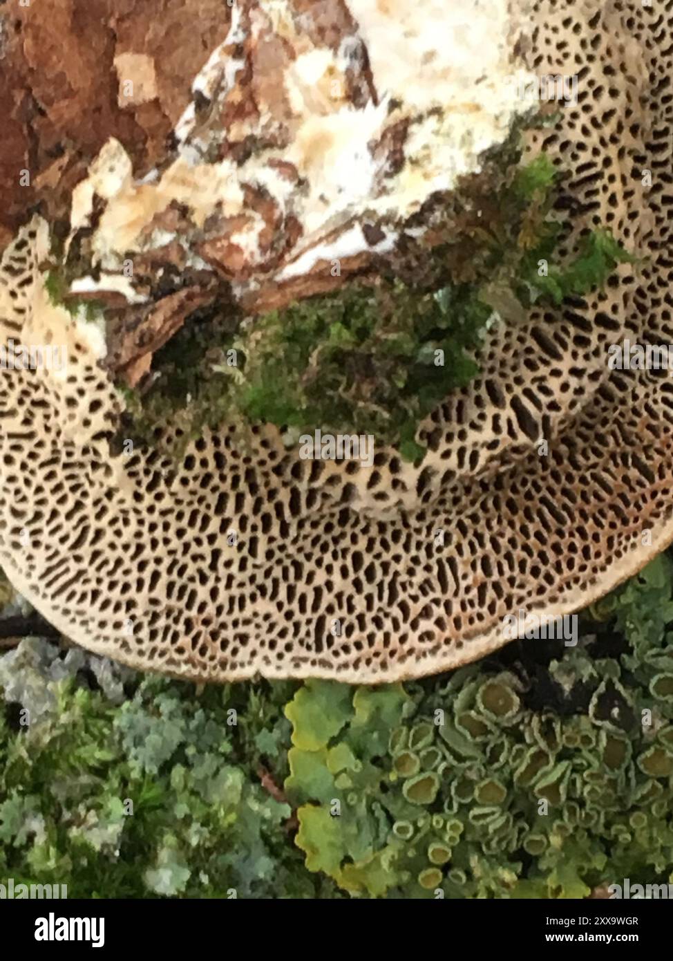 Thin-walled Maze Polypore (Daedaleopsis confragosa) Fungi Stock Photo ...