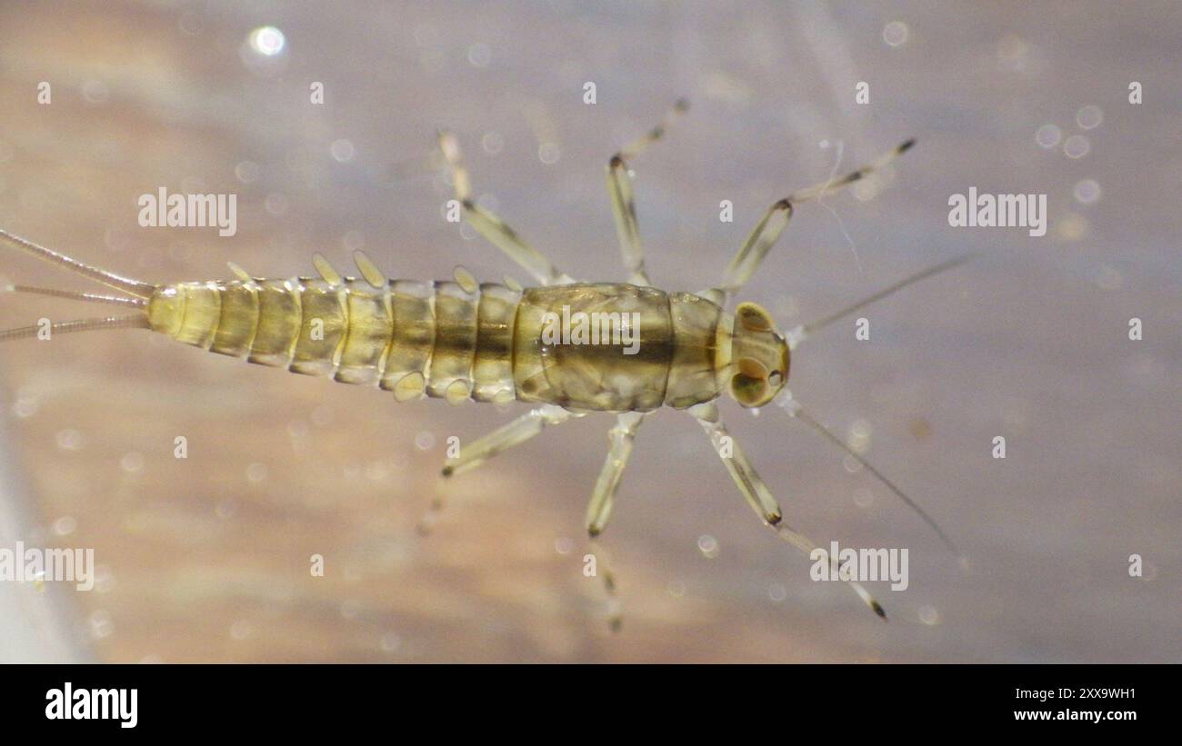 Blue-winged Olives (Baetis) Insecta Stock Photo - Alamy