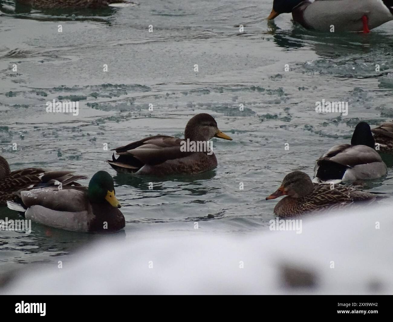 American Black Duck × Mallard (Anas rubripes × platyrhynchos) Aves ...