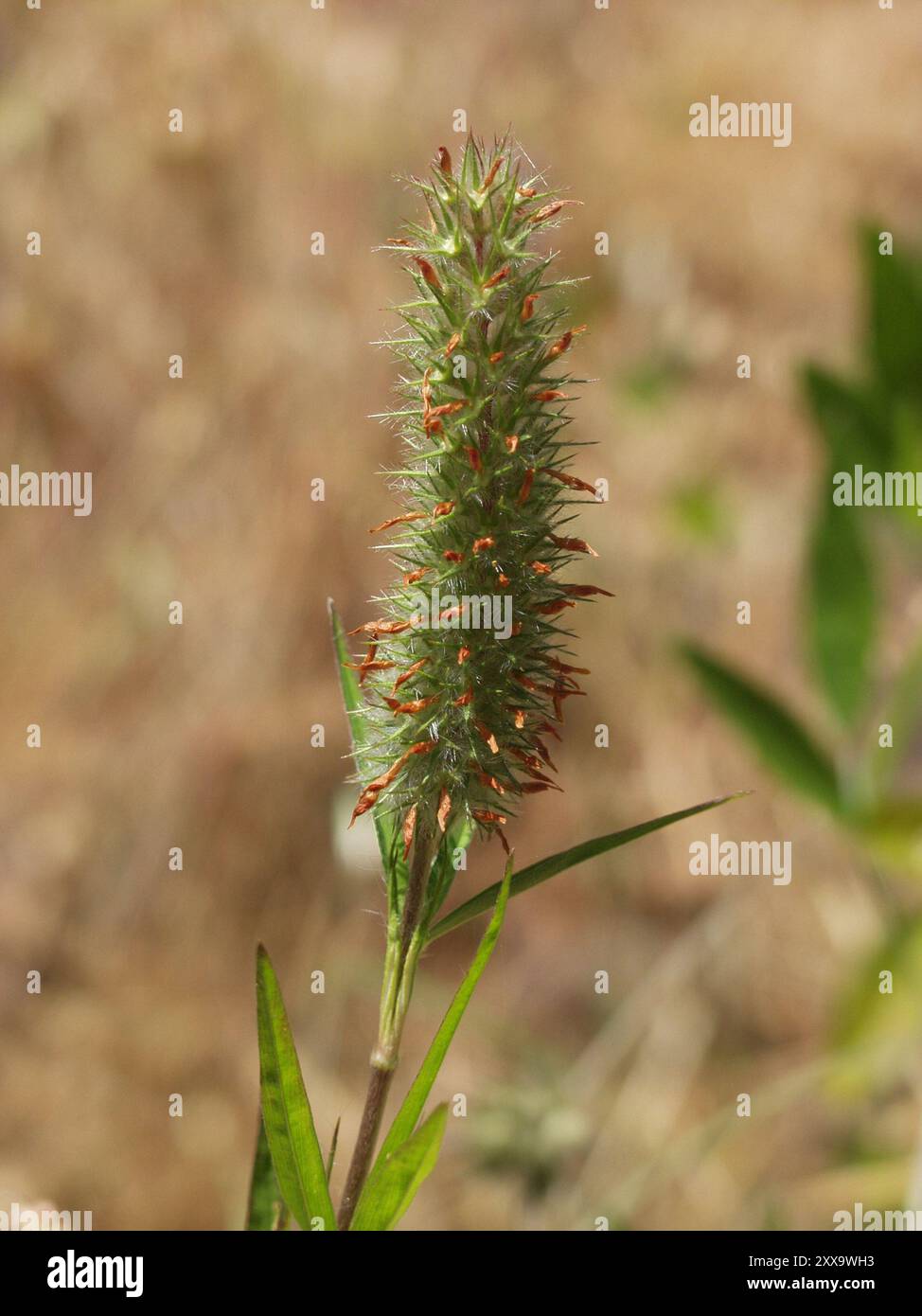 Narrow-leaved clover (Trifolium angustifolium) Plantae Stock Photo - Alamy