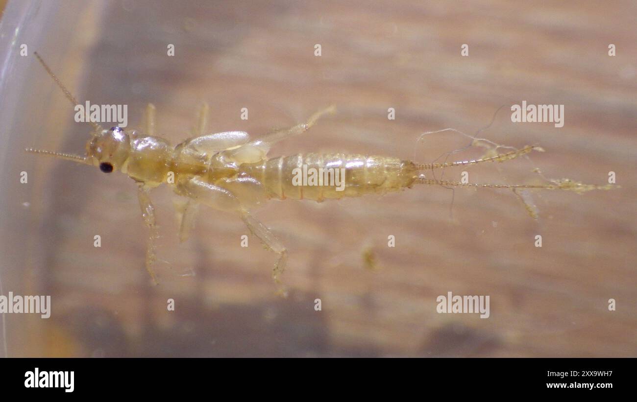 Small Winter Stoneflies (Capniidae) Insecta Stock Photo - Alamy