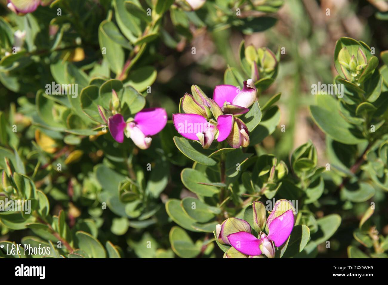 Septemberbush (Polygala myrtifolia myrtifolia) Plantae Stock Photo - Alamy