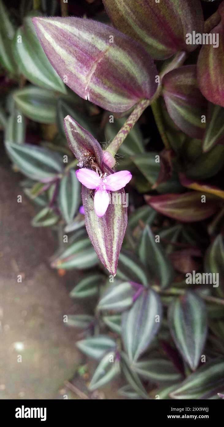 inchplant (Tradescantia zebrina) Plantae Stock Photo - Alamy