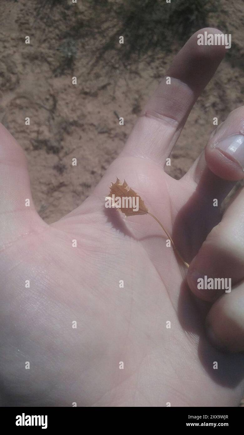 dwarf desert peony (Acourtia nana) Plantae Stock Photo - Alamy