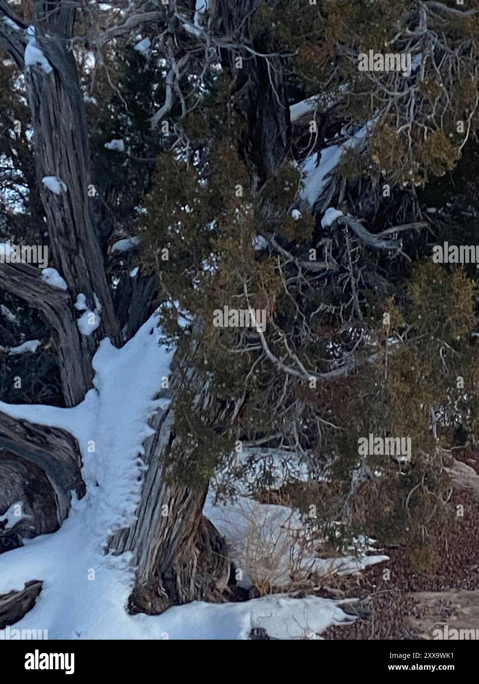 Utah Juniper (Juniperus osteosperma) Plantae Stock Photo - Alamy