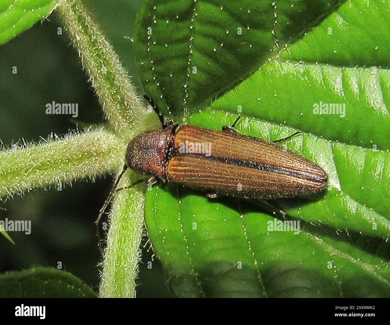 Click Beetles (Elateridae) Insecta Stock Photo - Alamy