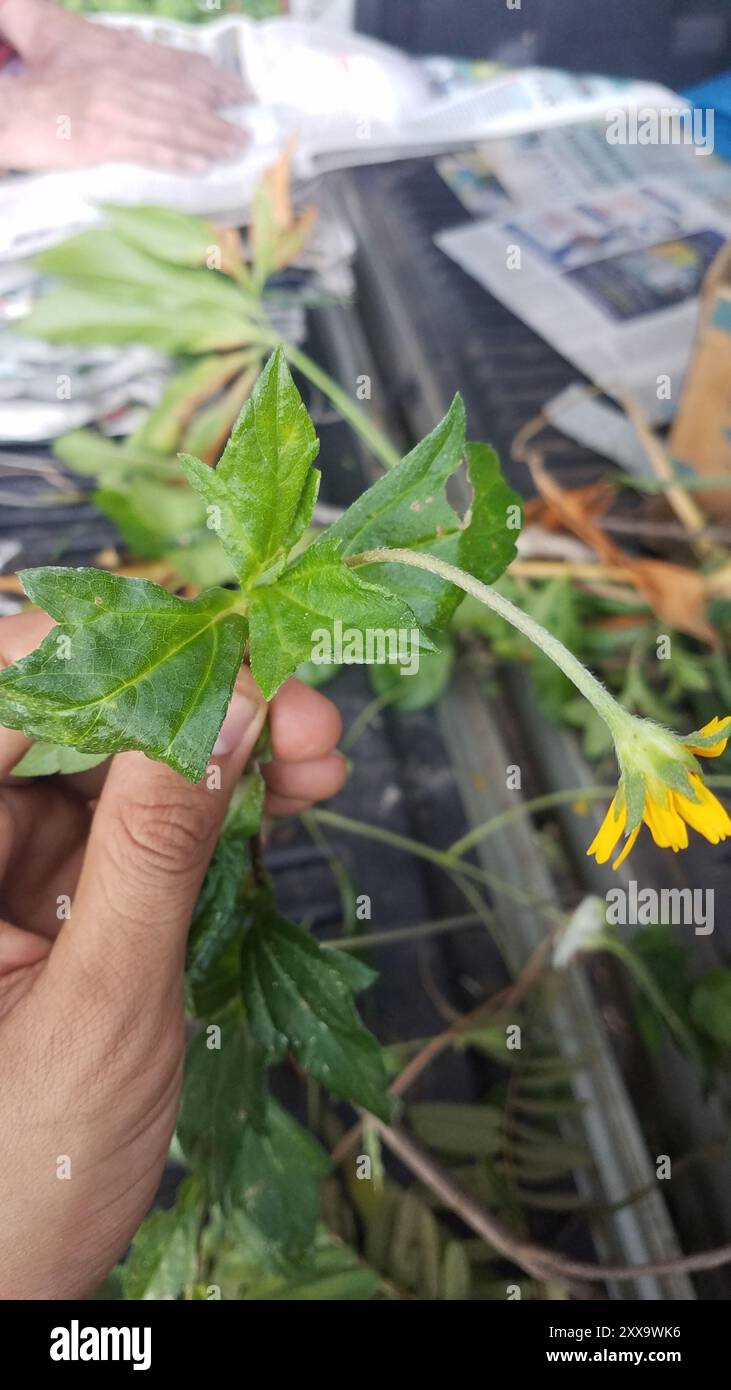 trailing daisy (Sphagneticola trilobata) Plantae Stock Photo - Alamy