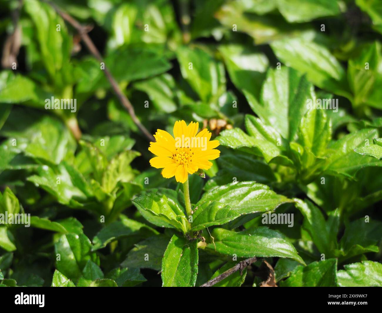 trailing daisy (Sphagneticola trilobata) Plantae Stock Photo - Alamy