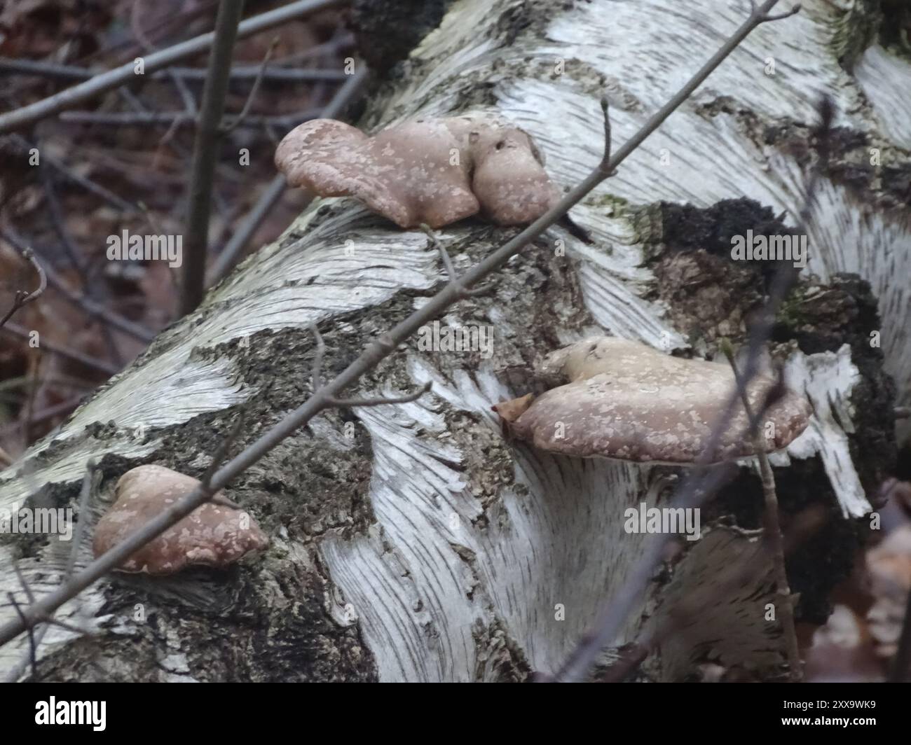 birch polypore (Fomitopsis betulina) Fungi Stock Photo - Alamy