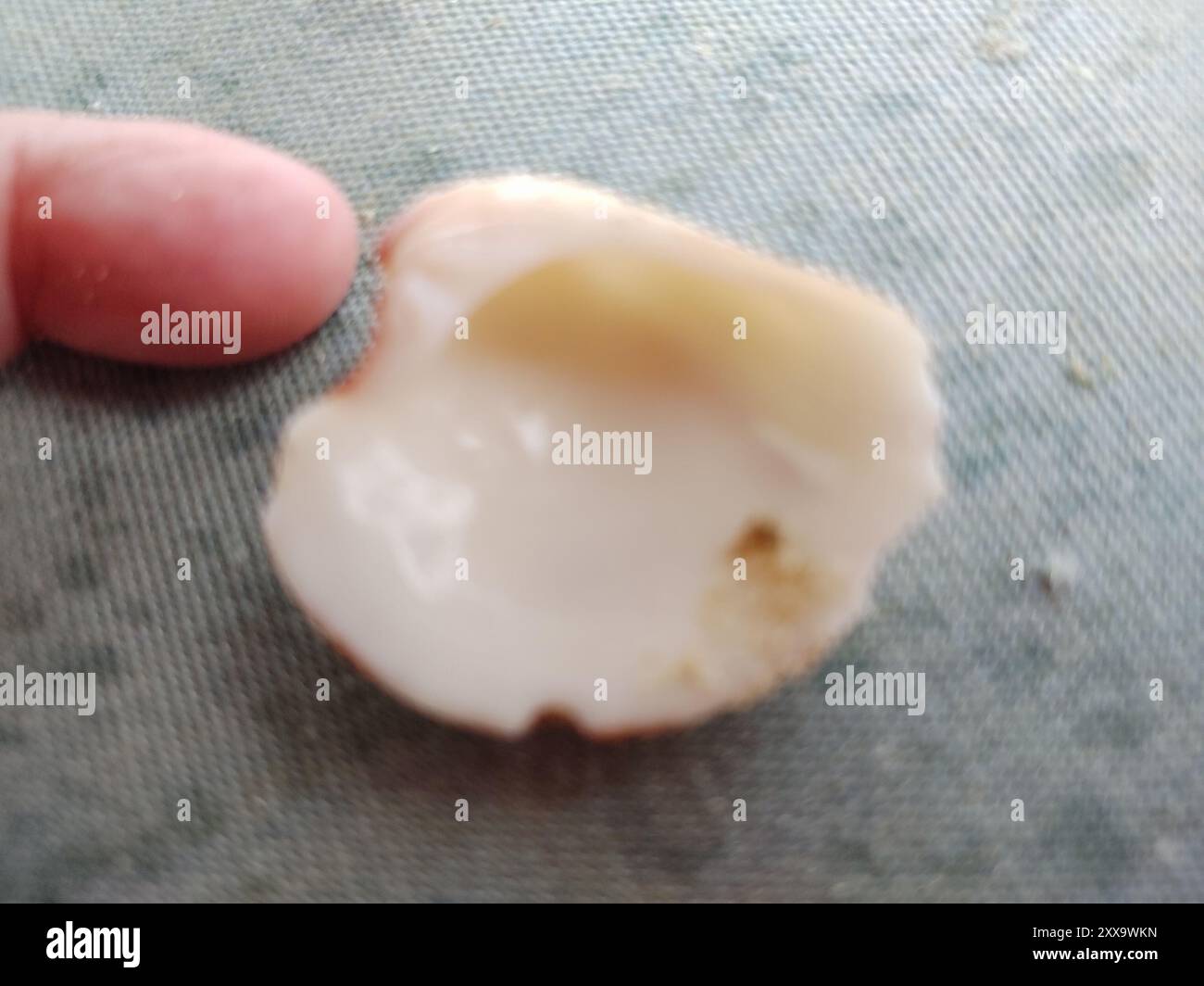 King Venus (Lirophora paphia) Mollusca Stock Photo - Alamy