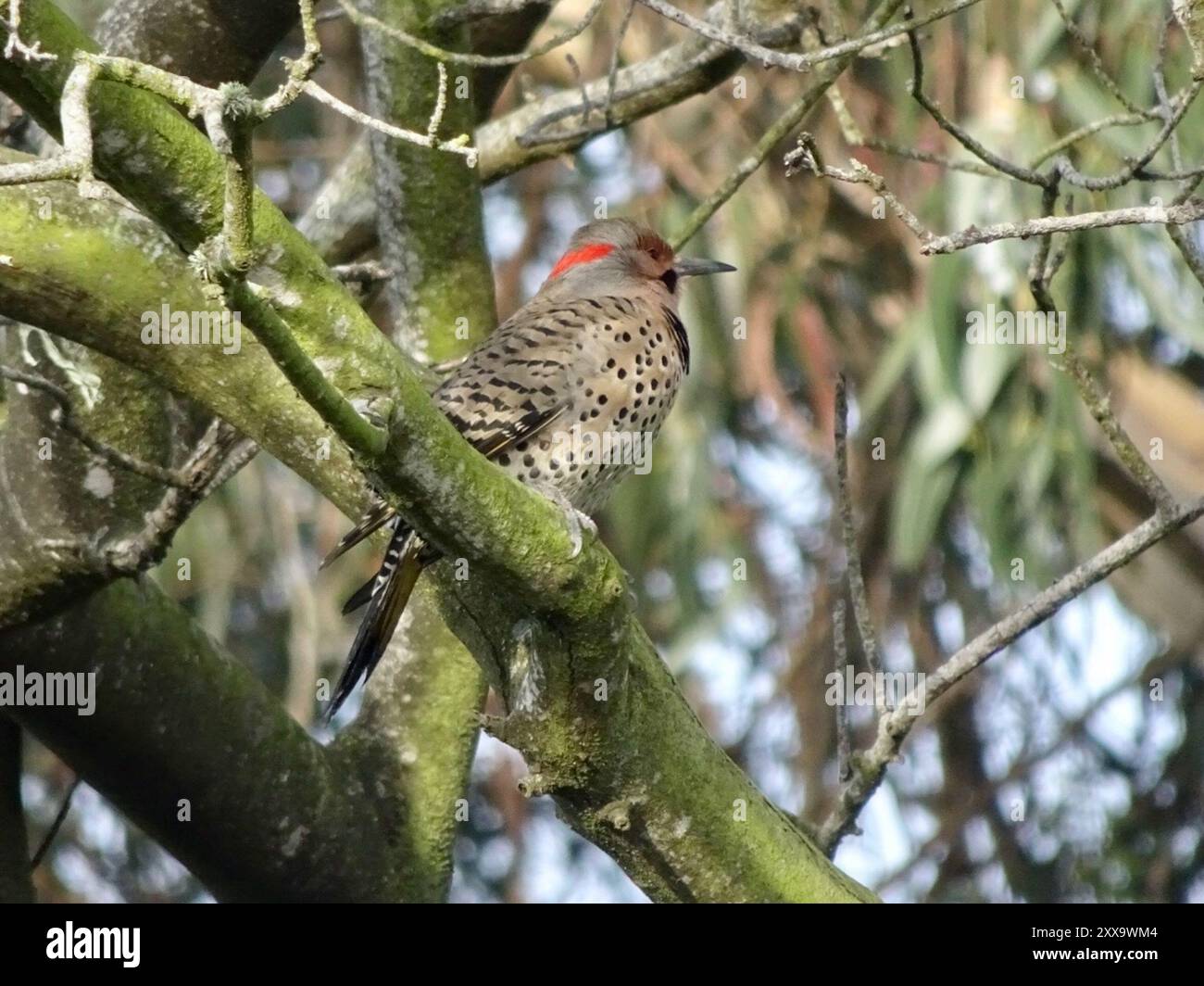 Northern Flicker (Colaptes auratus) Aves Stock Photo - Alamy