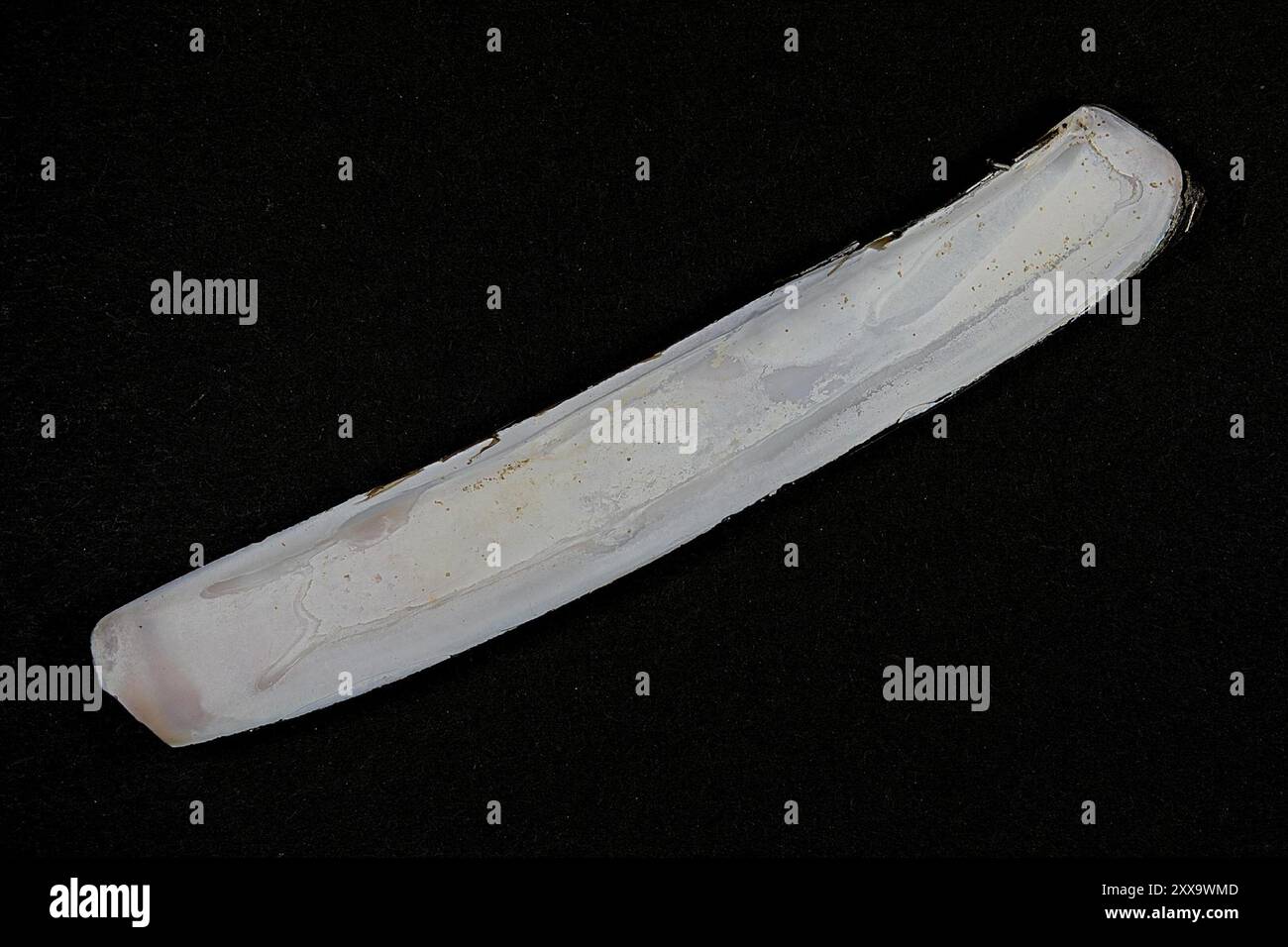 Atlantic Jackknife (Ensis leei) Mollusca Stock Photo - Alamy