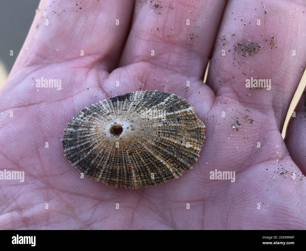 Rough Keyhole Limpet (Diodora aspera) Mollusca Stock Photo - Alamy