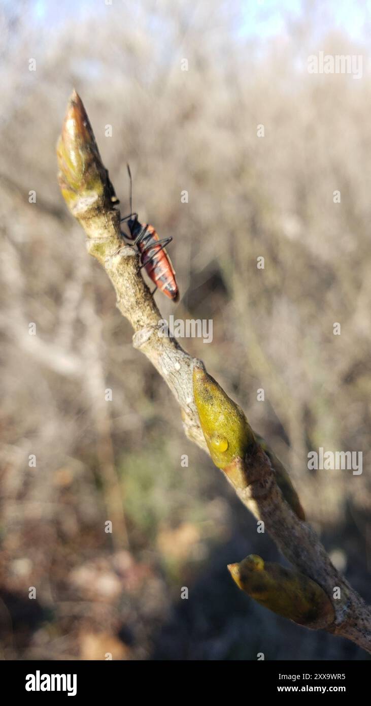 Western Boxelder Bug (Boisea rubrolineata) Insecta Stock Photo - Alamy