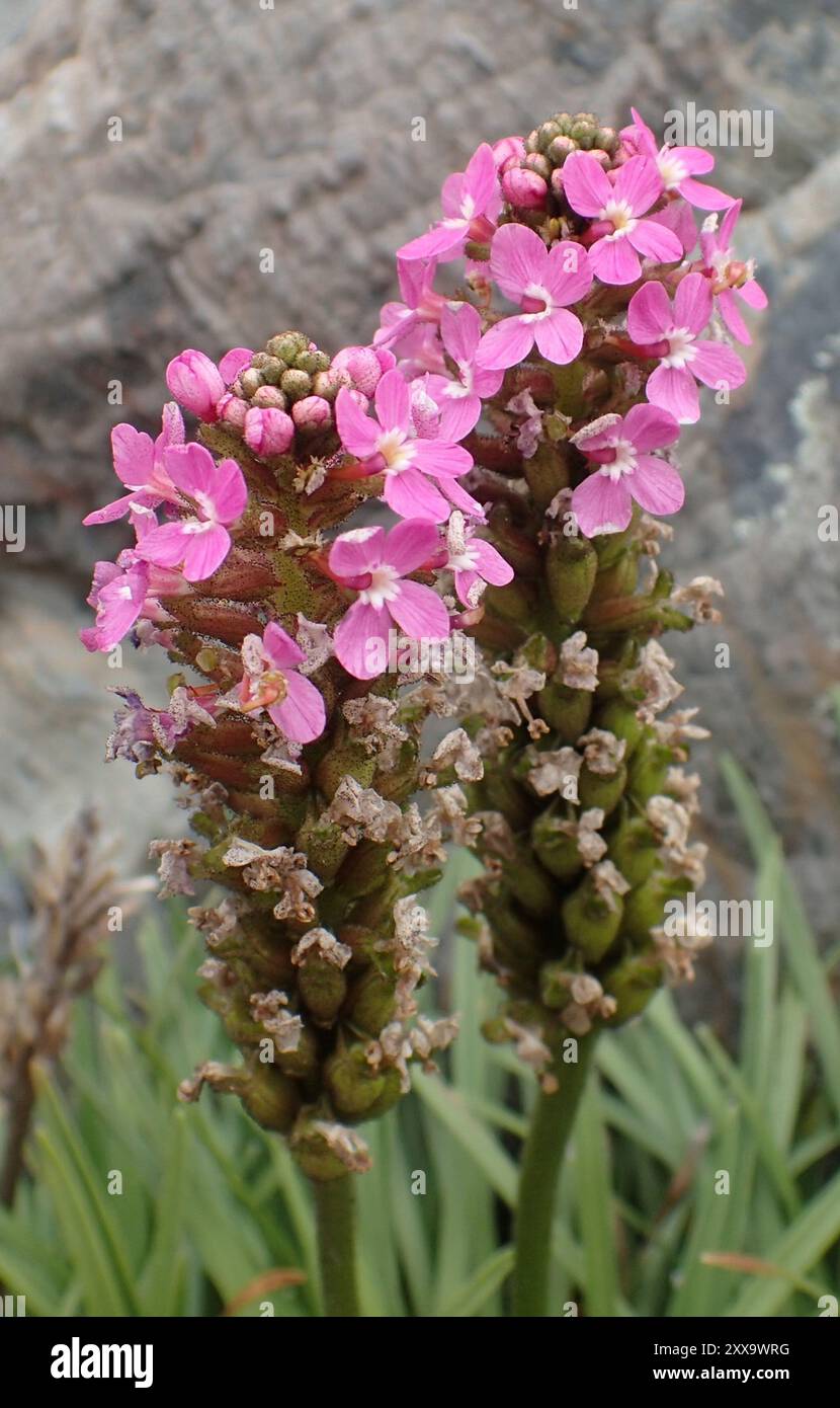 Thrift-leaved Triggerplant (Stylidium armeria) Plantae Stock Photo - Alamy