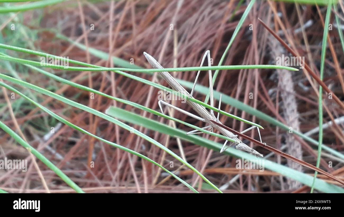 Neotropical Stick Grasshoppers (Proscopiidae) Insecta Stock Photo - Alamy