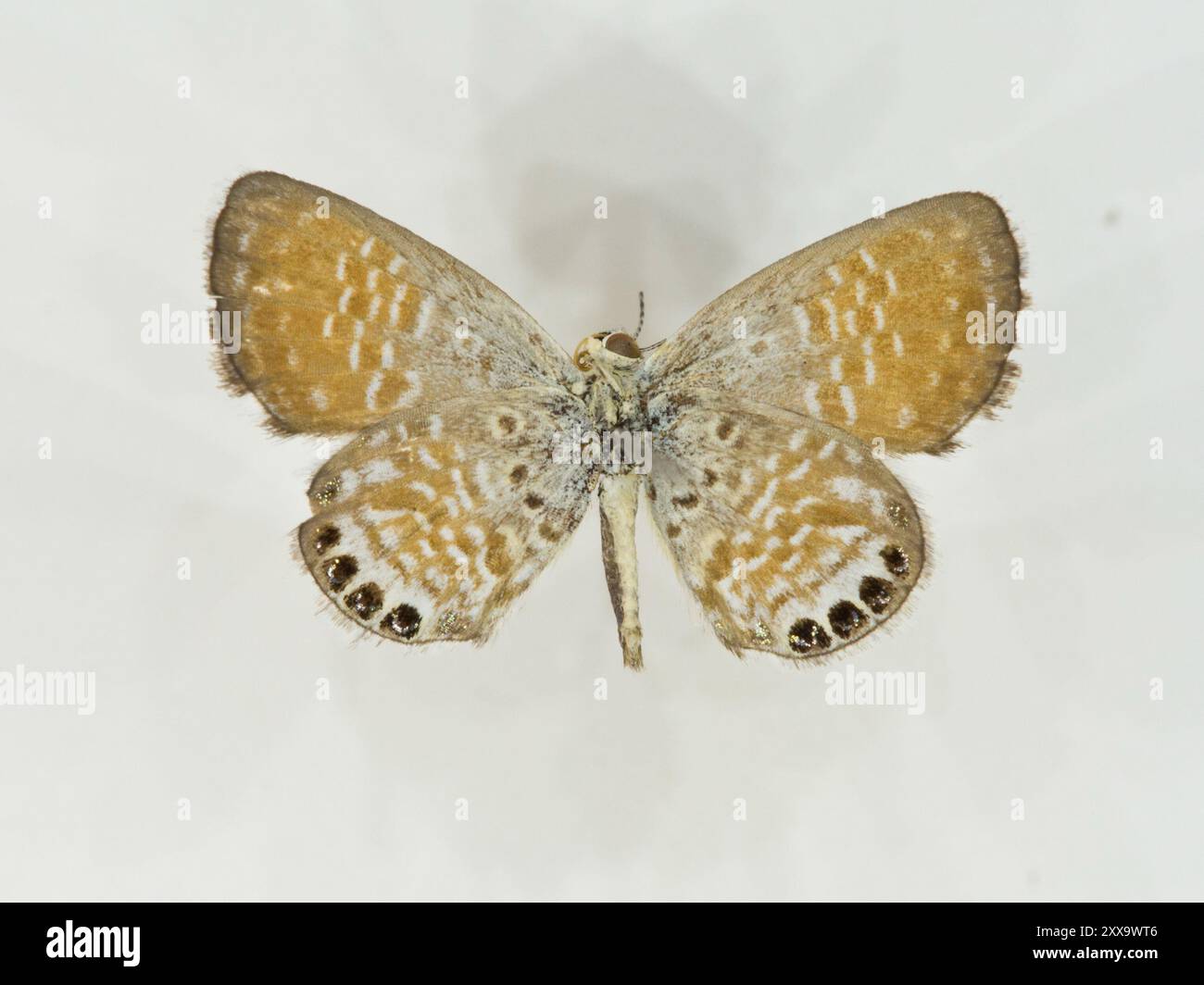 Western Pygmy-Blue (Brephidium exilis) Insecta Stock Photo - Alamy