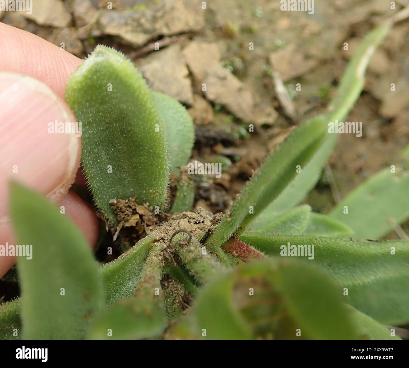 Fire Sheepfig (Delosperma sutherlandii) Plantae Stock Photo - Alamy