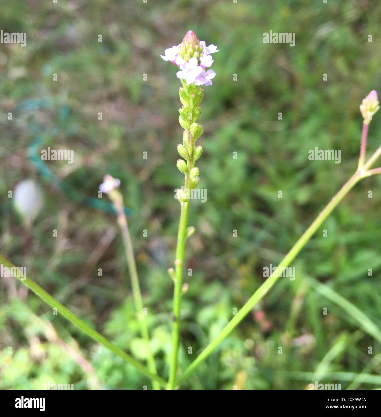 vervains (Verbena) Plantae Stock Photo - Alamy