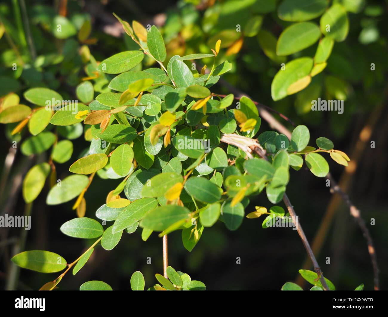 potato-smell (Phyllanthus reticulatus) Plantae Stock Photo - Alamy