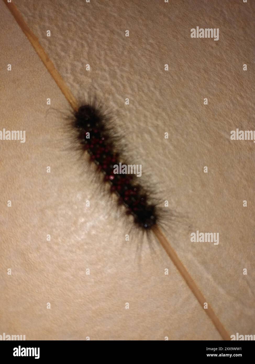 Underwing, Tiger, Tussock, and Allied Moths (Erebidae) Insecta Stock ...