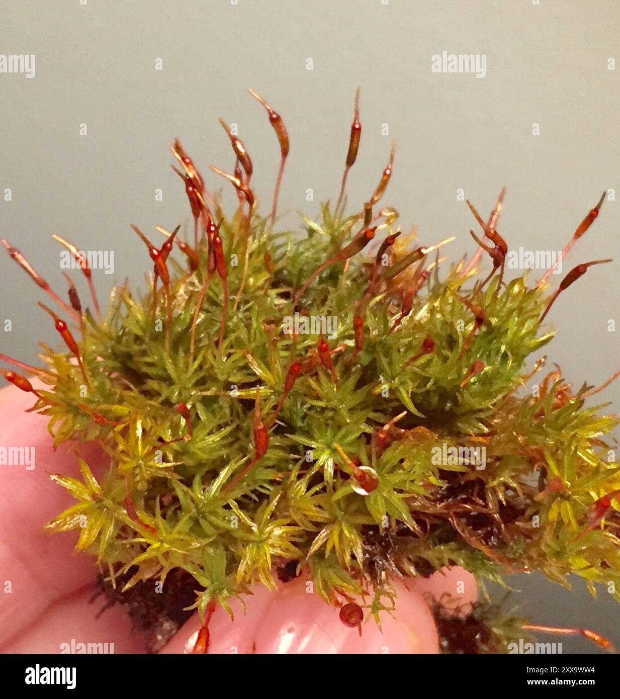 lesser smoothcap (Atrichum angustatum) Plantae Stock Photo - Alamy