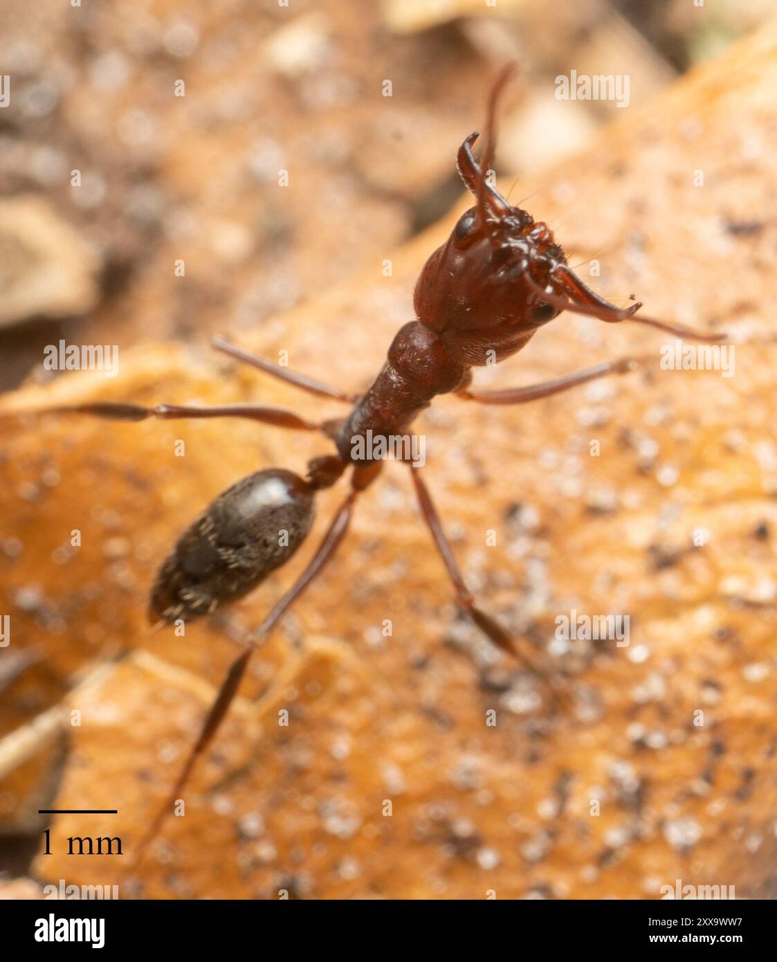 Florida Trap-jaw Ant (Odontomachus brunneus) Insecta Stock Photo - Alamy