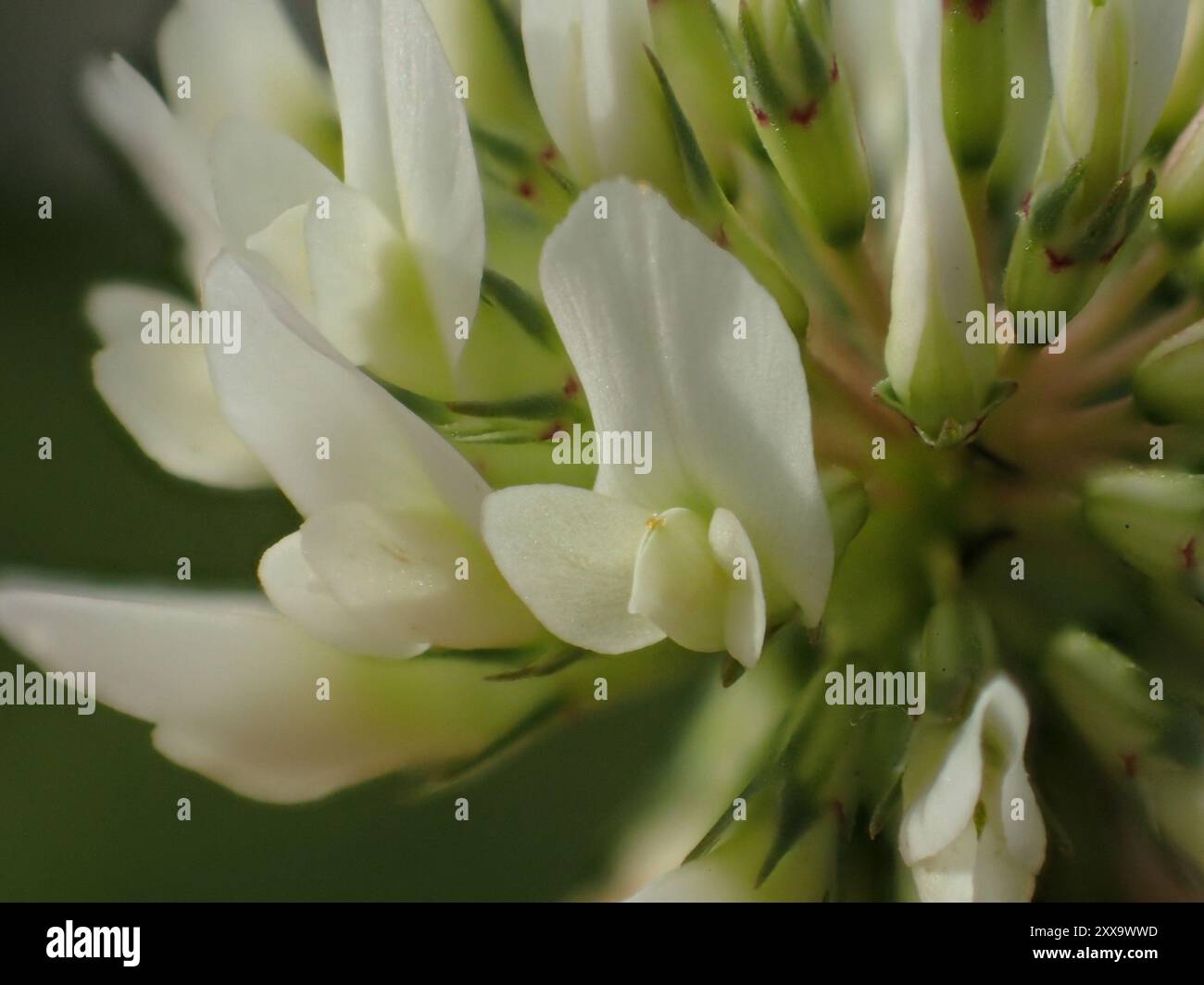 white clover (Trifolium repens) Plantae Stock Photo - Alamy