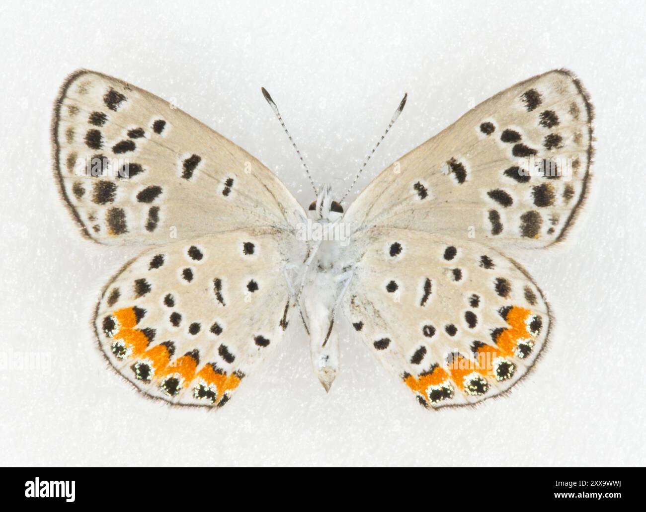 Lupine Blue (Icaricia lupini) Insecta Stock Photo - Alamy