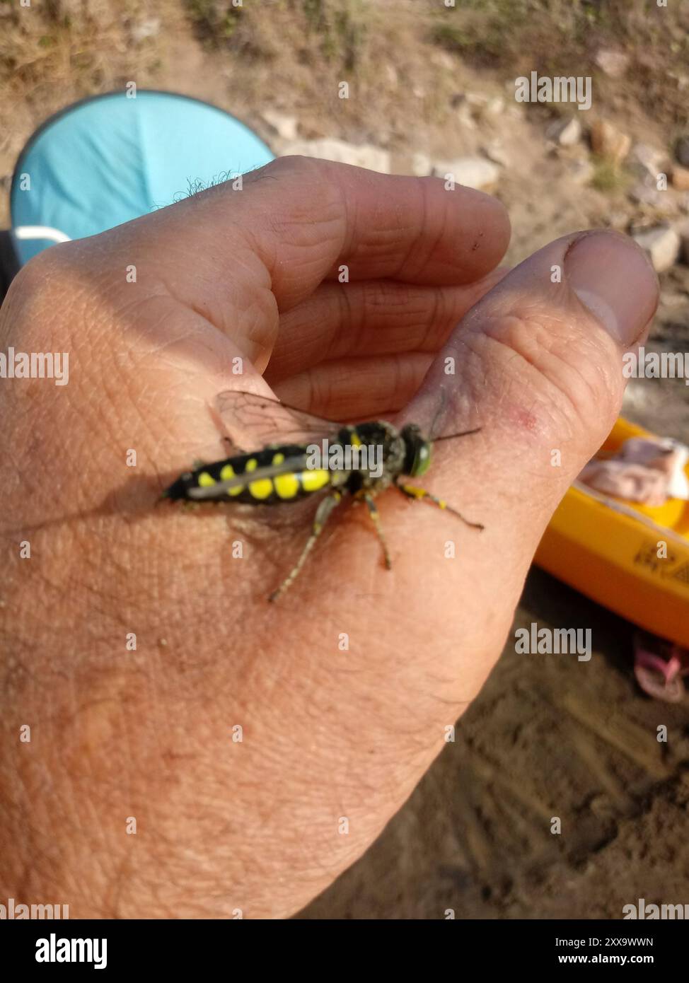 (Stictia flexuosa) Insecta Stock Photo - Alamy