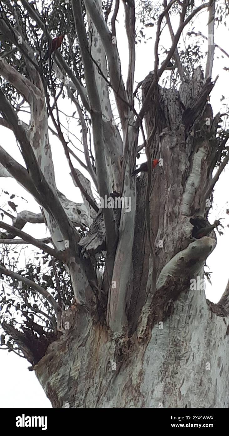 Australian King Parrot (Alisterus scapularis) Aves Stock Photo - Alamy