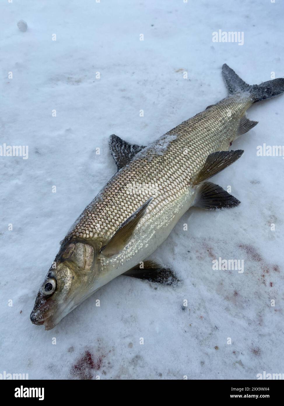 Lake Whitefish (Coregonus clupeaformis) Actinopterygii Stock Photo - Alamy