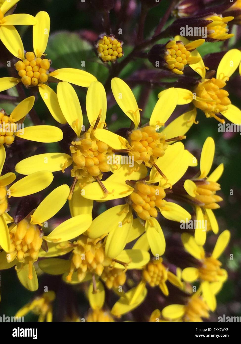 velvet groundsel (Roldana petasitis) Plantae Stock Photo - Alamy