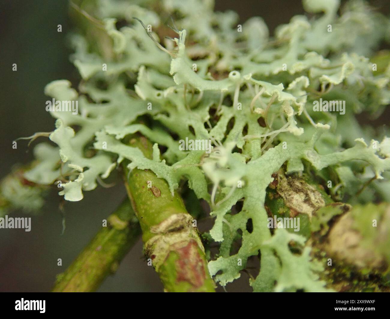 Fringed Rosette Lichen (Physcia tenella) Fungi Stock Photo - Alamy