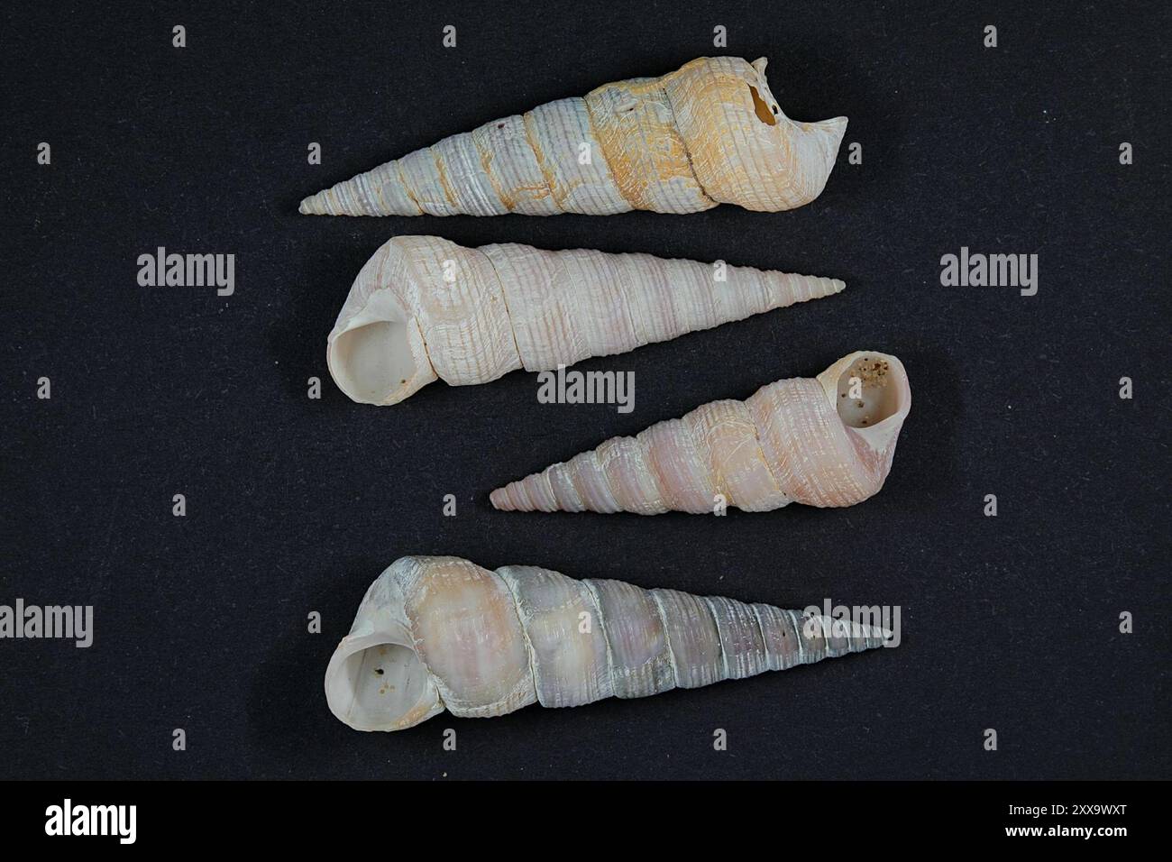 Common Tower Shell (Turritellinella tricarinata) Mollusca Stock Photo ...