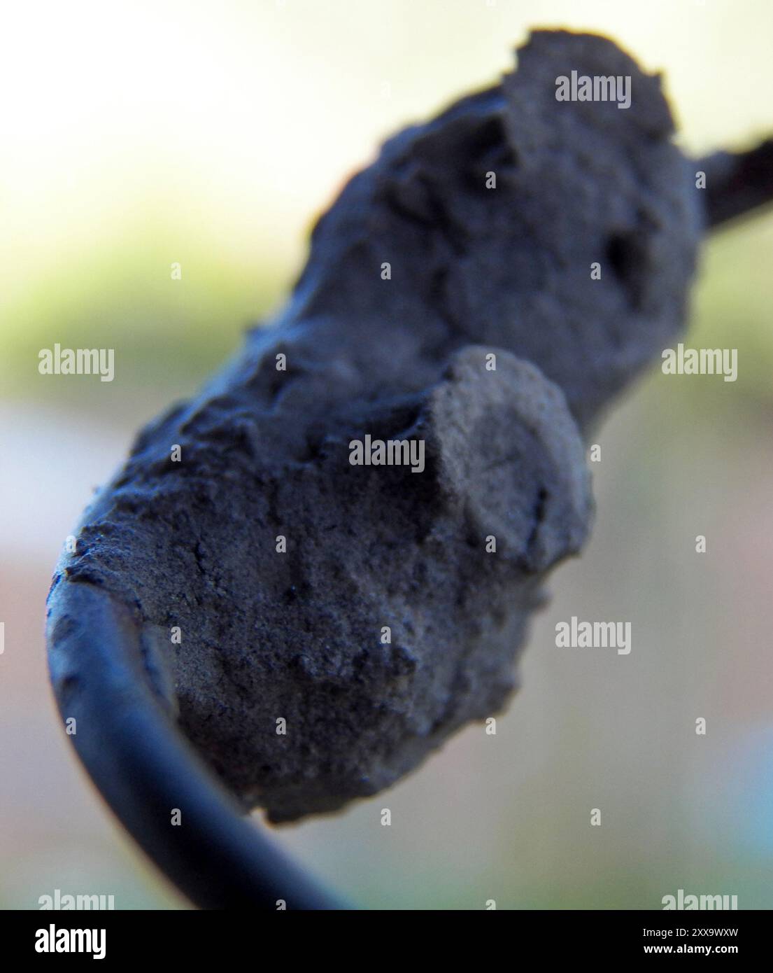 Typical Potter Wasps (Eumenes) Insecta Stock Photo - Alamy