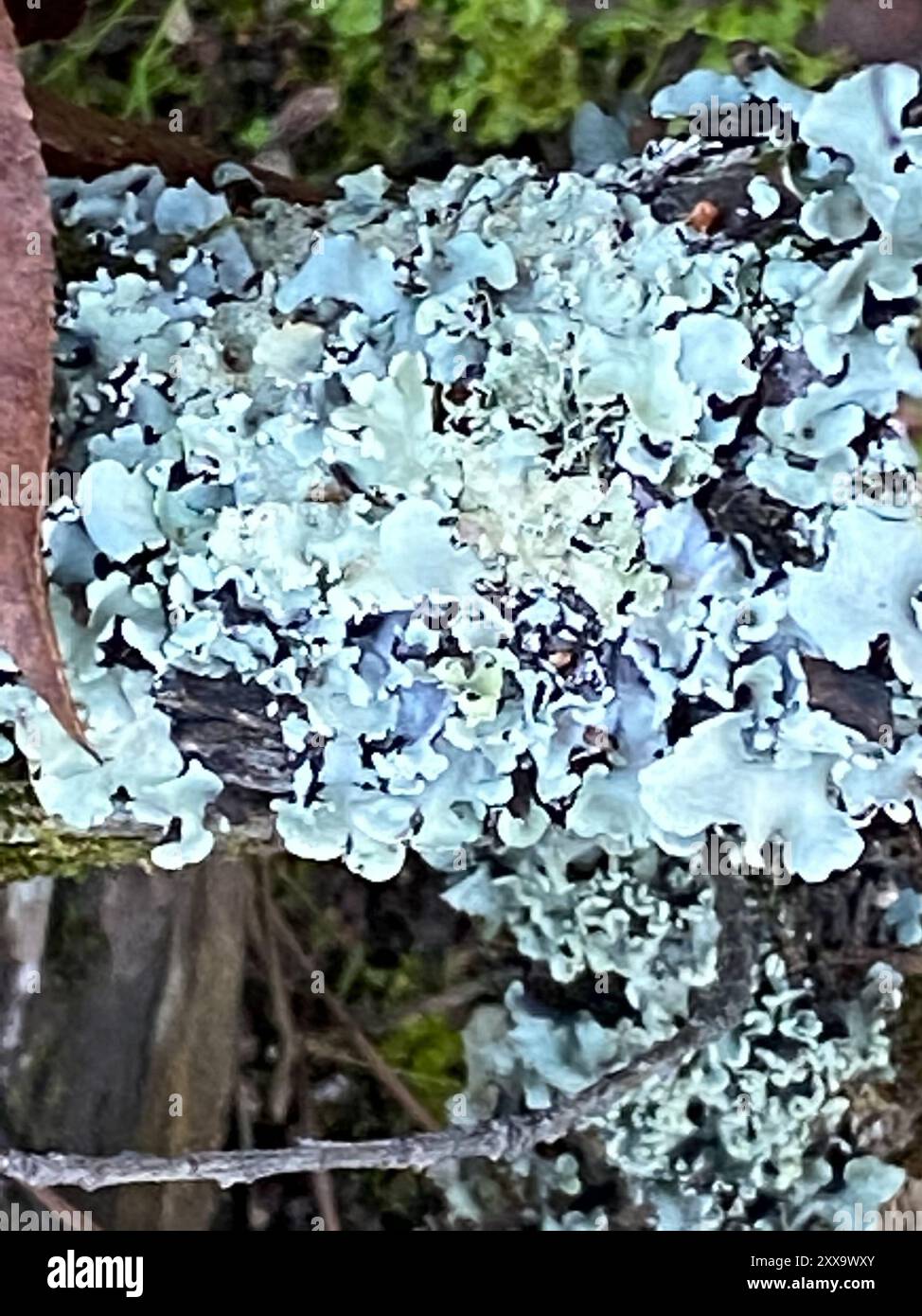 Ruffle Lichens (Parmotrema) Fungi Stock Photo - Alamy