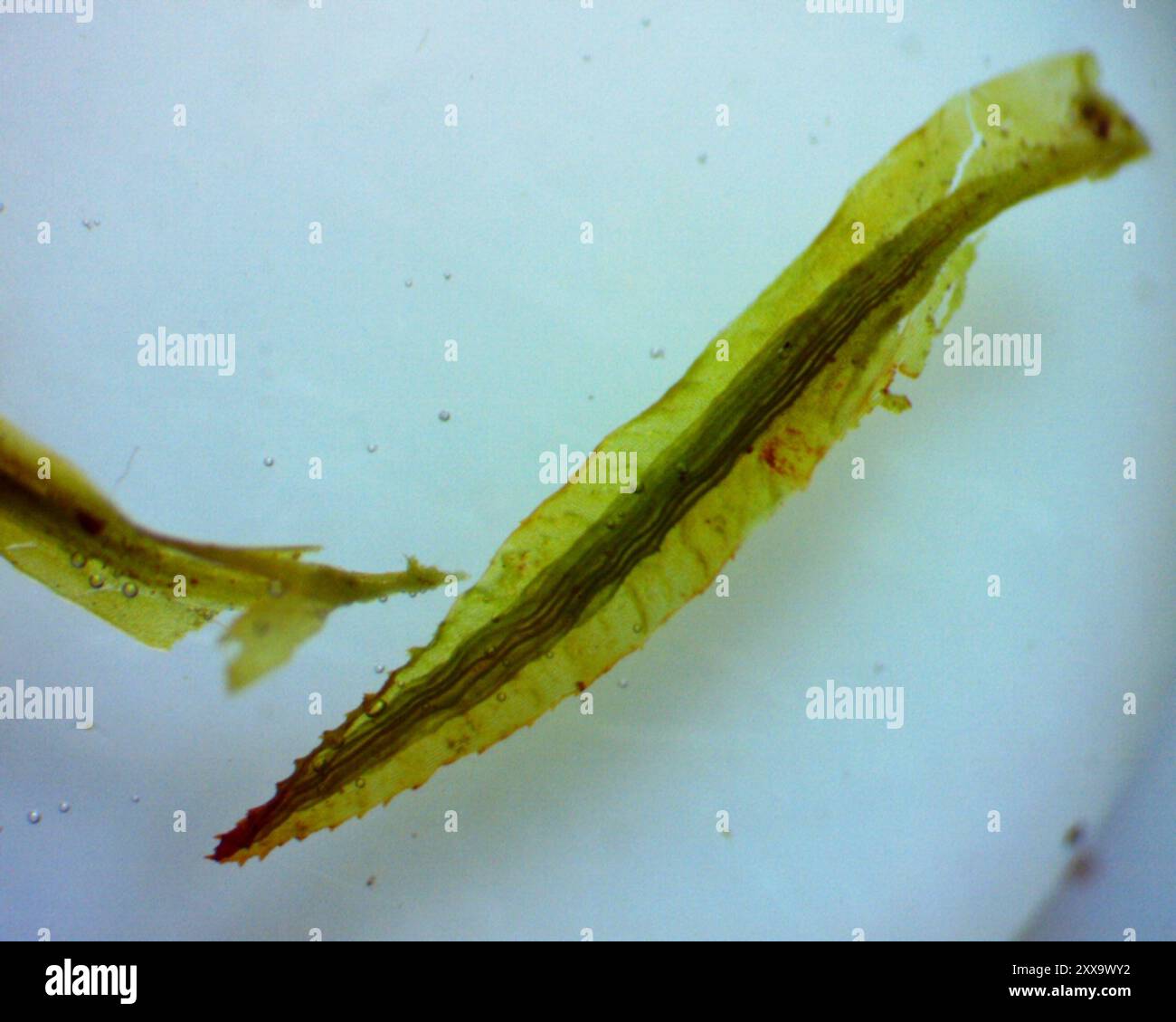 lesser smoothcap (Atrichum angustatum) Plantae Stock Photo - Alamy