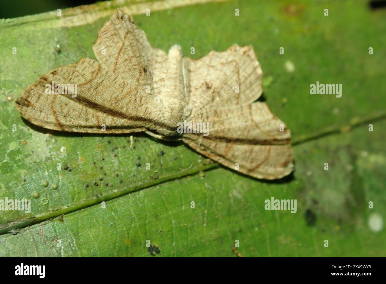 Swallowtail Moths (Uraniidae) Insecta Stock Photo - Alamy