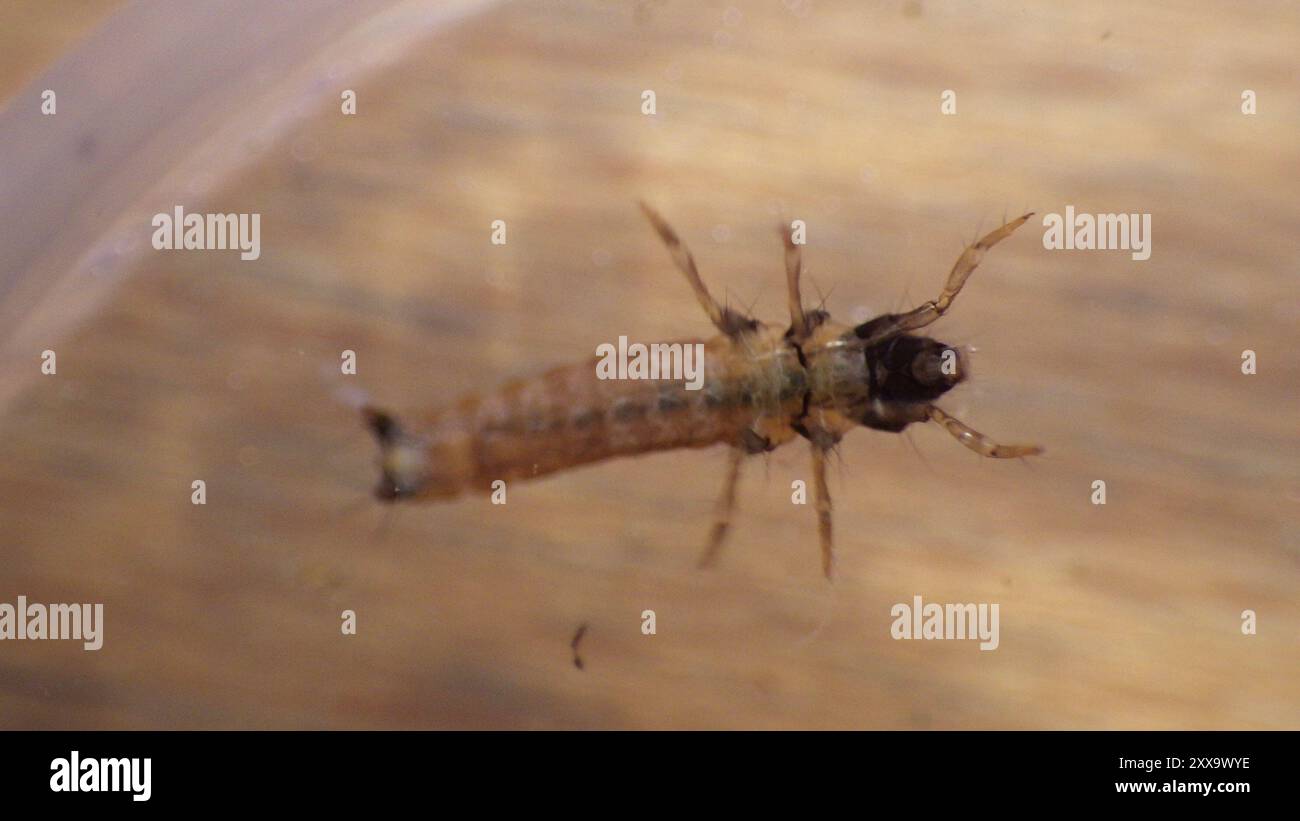 Little Black Caddisflies (Glossosomatidae) Insecta Stock Photo - Alamy