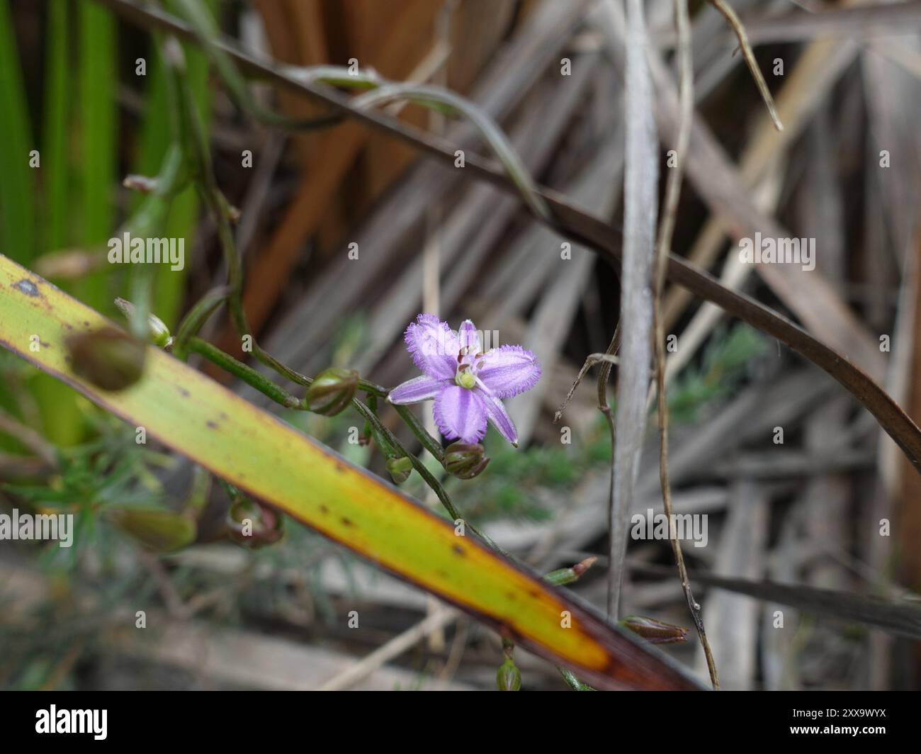 Twining Fringe-lily (Thysanotus patersonii) Plantae Stock Photo - Alamy