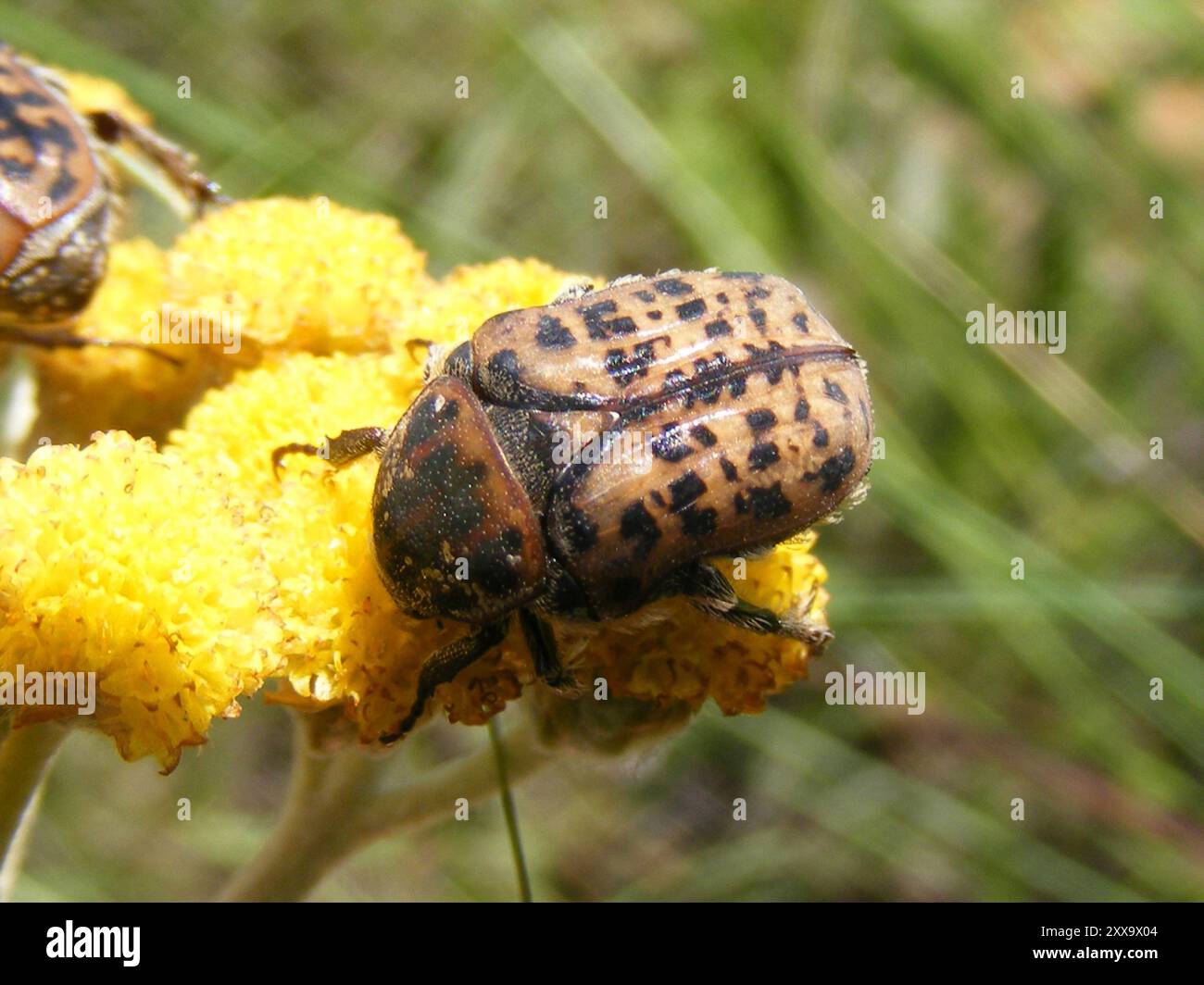 Tiger Fruit Chafer (Atrichelaphinis tigrina) Insecta Stock Photo - Alamy