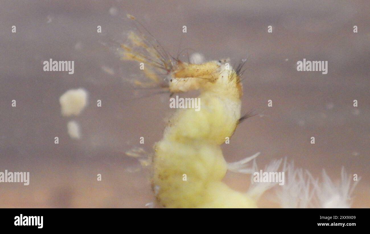 Net-spinning Caddisflies (Hydropsychidae) Insecta Stock Photo - Alamy