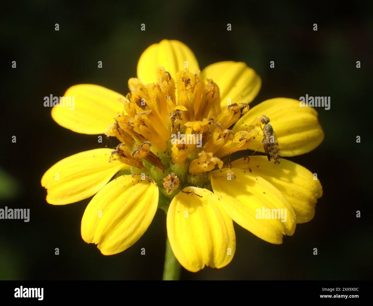 sea daisy (Wollastonia biflora) Plantae Stock Photo - Alamy
