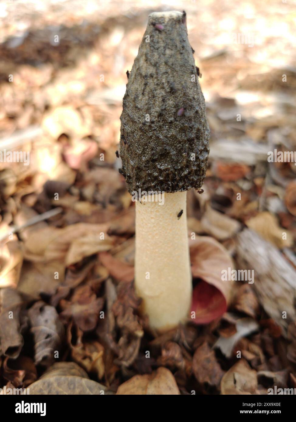 Ravenel's stinkhorn (Phallus ravenelii) Fungi Stock Photo - Alamy