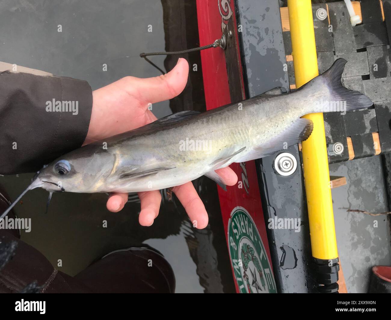 Channel Catfish (Ictalurus punctatus) Actinopterygii Stock Photo - Alamy