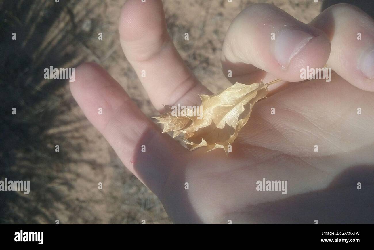 dwarf desert peony (Acourtia nana) Plantae Stock Photo - Alamy