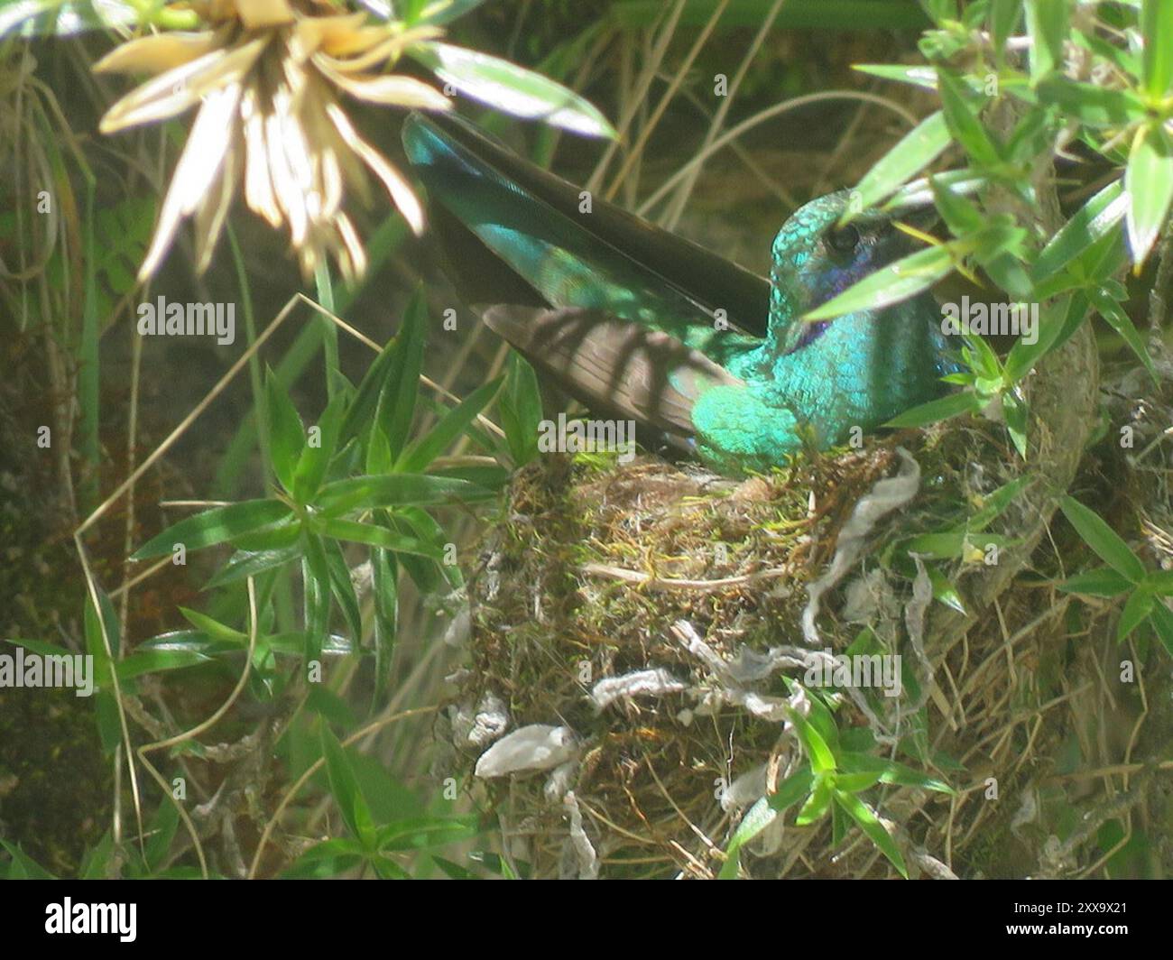 Sparkling Violetear (Colibri coruscans) Aves Stock Photo - Alamy