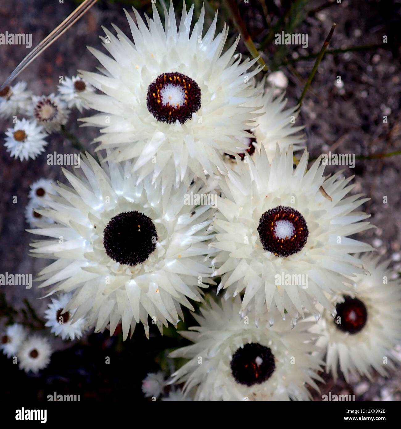 Cape Snow (Syncarpha vestita) Plantae Stock Photo - Alamy